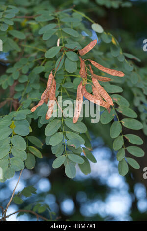 Gewöhnliche Robinie, Scheinakazie, Schein-Akazie, Falsche Akazie, Rinde ...