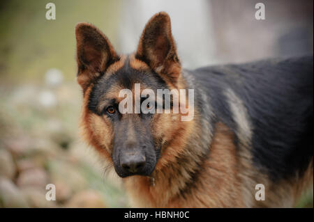 Ein niedliches Deutscher Schäferhund Welpen draußen sitzen im Gras ...
