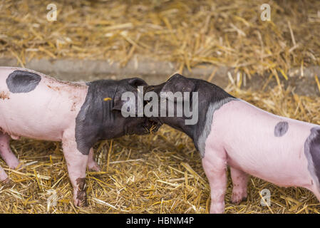 Zwei kleine Rosa Ferkel Spielen im Studio Stockfoto, Bild: 255369237 ...
