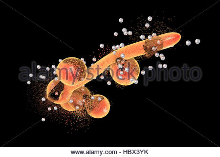 Computer-Darstellung der Pilze (Hefe). Candida Albicans findet sich auf ...