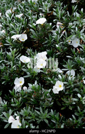 Convolvulus Cneorum weiße Blume Blumen Zier Ackerwinde Silber Laub ...