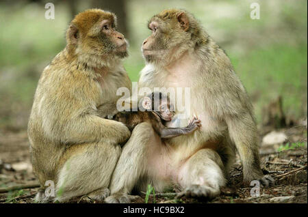 Tiere IN der Liebe, (aka LES ANIMAUX AMOUREUX), 2007. © TFM Verteilung ...