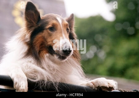 LASSIE, Lassie, 2005. © Straßenrand Sehenswürdigkeiten/Courtesy Everett ...