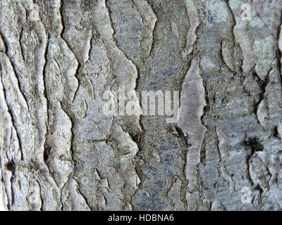 Buche Baumrinde als Hintergrund 3 Stockfoto, Bild: 88758150 - Alamy