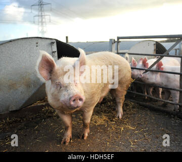 Großer Schwein große weiße Eber im Stall Stockfotografie - Alamy