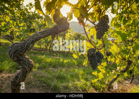 Alte Weinblätter knorrige Reben mit jungen grünen Frühling Minervois ...