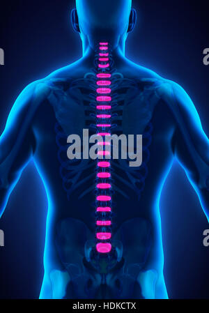 Wirbelsäule Bandscheibe Anatomie Stockfoto, Bild: 128890251 - Alamy
