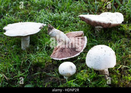 Wiesen-Champignon, Wiesenchampignon, Feldegerling, Wiesenegerling, Feld ...