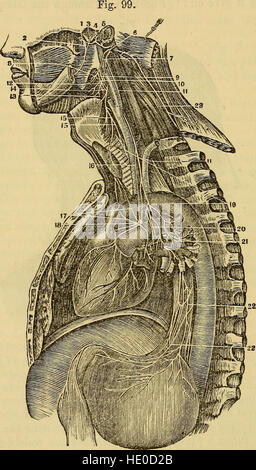 Ein Handbuch von Prüfungen: auf Anatomie, Physiologie, Chirurgie ...