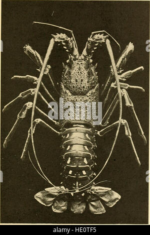 Leitfaden für die Krebstiere, Spinnen, Onychophora und Myriopoda in der ...