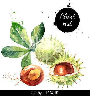 Hand Aquarell von Kastanie auf weißem Hintergrund dargestellt. Herbst ...