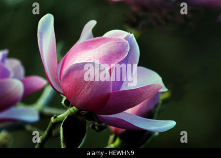 Die Campbellii Magnolia, bekannt für ihre großen, duftenden Blüten, ist ...