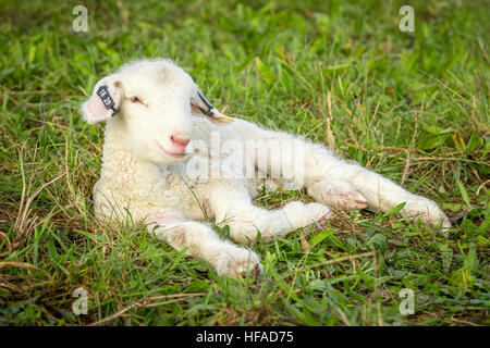 Baby Lamm Neugeborenes Schaf stehend zu Fuß auf der grünen Wiese ...