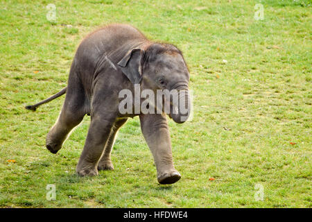 Baby-Elefant laufen im Staub (künstlerische Verarbeitung) Etosha ...
