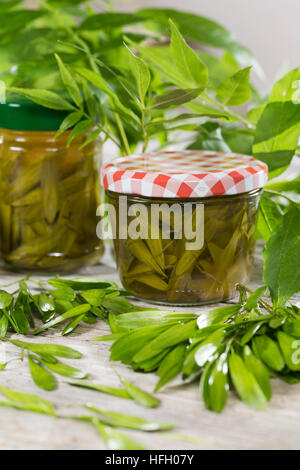 Gemeine Esche, Europäische Esche, Obst, Frucht, Früchte, Fraxinus ...