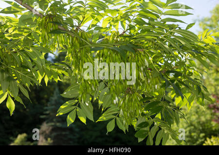 Gemeine Esche, Europäische Esche, Obst, Frucht, Früchte, Fraxinus ...