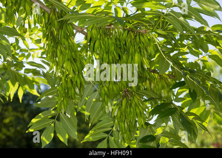Gemeine Esche, Europäische Esche, Obst, Frucht, Früchte, Fraxinus ...