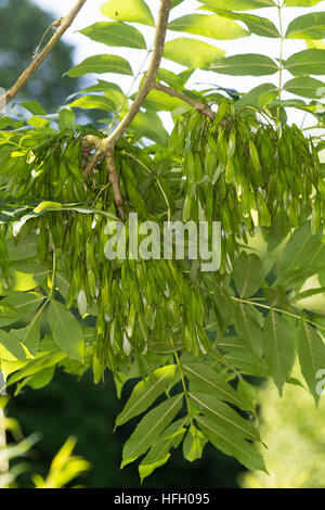 Gemeine Esche, Europäische Esche, Obst, Frucht, Früchte, Fraxinus ...