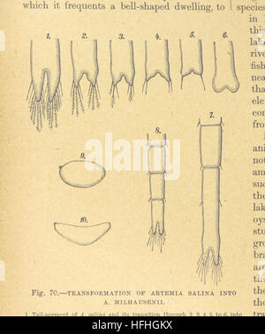 Dieses Bild aus „unsere Erde und ihre Geschichte“ bietet Einblicke in ...