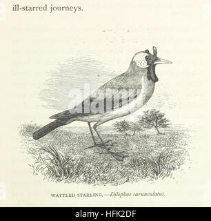 Dieses Bild von „Matabele Land und die Victoria Falls“ erkundet die ...