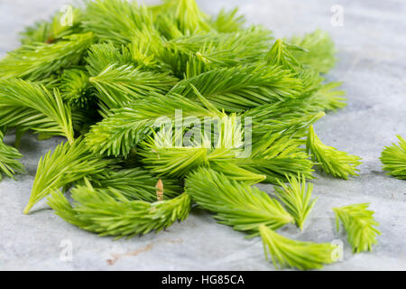 Fichtensprosse, Fichtenspitzen, Fichtensprossen, Maiwipfel, Gewöhnliche ...