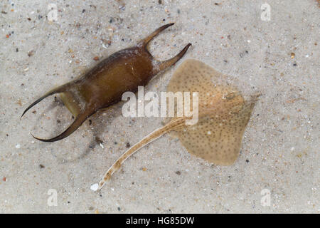 Gefleckter Rochen, Fleckenrochen, Mit Eikapsel, Ei, Eier, Laich ...
