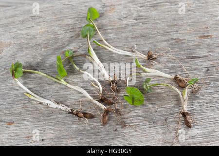 Scharbockskraut, Wurzelknolle, Wurzelknöllchen, Speicherorgane, Wurzel ...