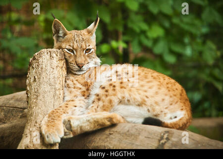 Luchs Katze Raubkatze Raubtier Katzen wildcat Großkatzen Luchs Fell ...