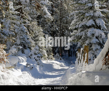 Österreich, Europa, Tirol, Tirol, Obsteig, Gschwent, Herbst, Lärchen ...