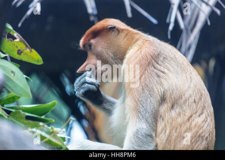 Nasenaffe (Nasalis Larvatus), Männchen, trinken, Malaysia, Borneo ...