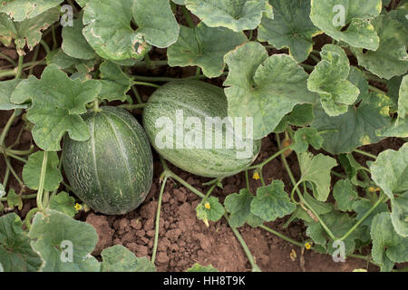 Teil der Wassermelone Pflanze mit Ernte und Blüten Stockfotografie - Alamy