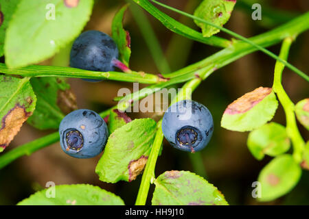 Fores Früchte. Wilde Reife Heidelbeeren Früchten. Nahaufnahme von ...