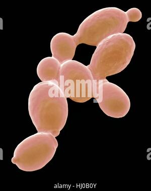 Hefezellen. Farbige scanning Electron Schliffbild (SEM) von Zellen der ...