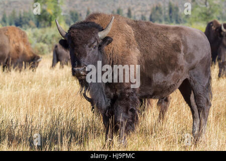 Amerikanischer Bison, Büffel (Bison Bison), männlichen Büffel, Lamar ...