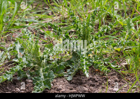 Acker-Kratzdistel, Blatt, Blätter, Ackerkratzdistel, Kratzdistel ...