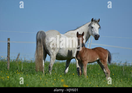 bretonische Pferd - Stute Mit Fohlen Stockfoto, Bild: 25195027 - Alamy