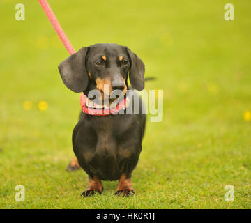 Hund Dackel / Dackel / Teckel drei Erwachsene verschiedene Haare (Draht ...