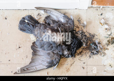 Toter Vogel Leiche auf dem Boden morsch Stockfoto, Bild: 142216275 - Alamy