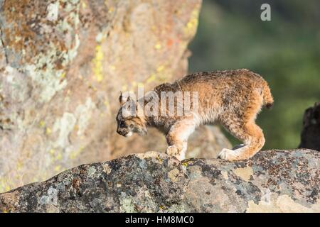 Kanadischer Luchs (Lynx Canadensis) Erwachsenen auf Schnee mit ...