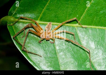 Huntsman Spinne (Heteropoda SP.) auf Baumstamm im tropischen Regenwald ...