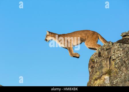 Wilde Puma (Puma Concolor) in einem Baum klettern. Sirena, Corcovado ...