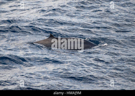 Erwachsenen Gervais Schnabel Whale, Mesoplodon Europaeus, Belag, mit ...