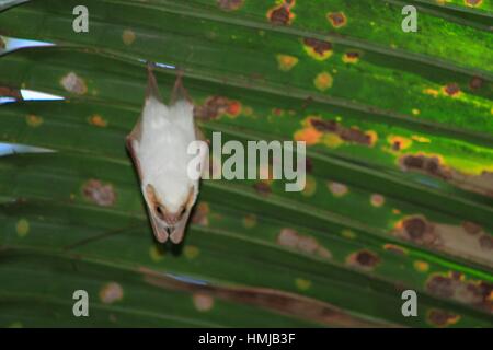 Weiße Fledermaus (Ectophylla Alba Stockfoto, Bild: 102589747 - Alamy