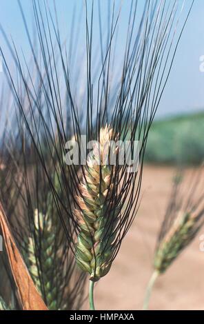 Durum-Weizen, Triticum Durum Stockfoto, Bild: 84710415 - Alamy