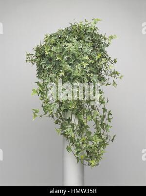 Zimmerpflanzen - Araliaceae. Englisch Efeu (Hedera Helix "Eva ...