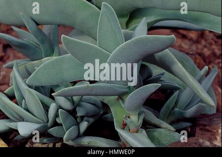 Treibladung Anlage (Crassula Falcata oder Rochea Falcata), Crassulaceae ...