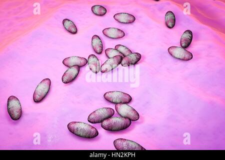 Pest-Bakterien (Yersinia Pestis), Computer-Illustration. Y.pestis sind ...