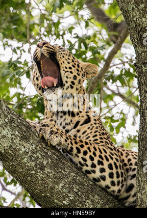Leopard Beute einen Baum in der Masai Mara, Kenia Stockfotografie - Alamy