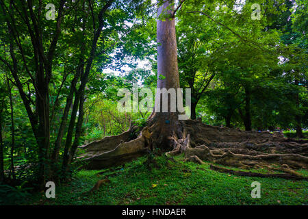 Kayu Raja oder The King-Baum aus Asien mit große Root und eines der ...