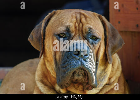 Hund Boerboel / Boerbull / südafrikanische Mastiff Stockfotografie - Alamy